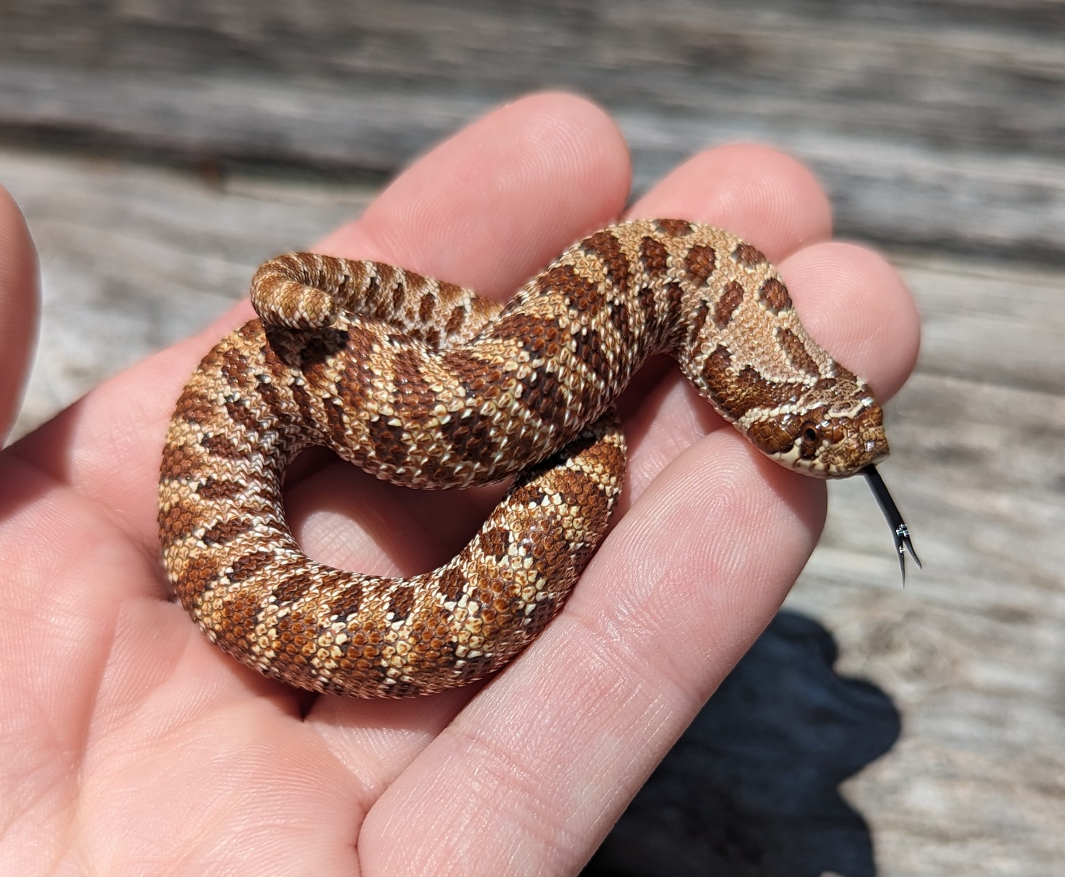 Het Snow Western Hognose by Herpecology - MorphMarket