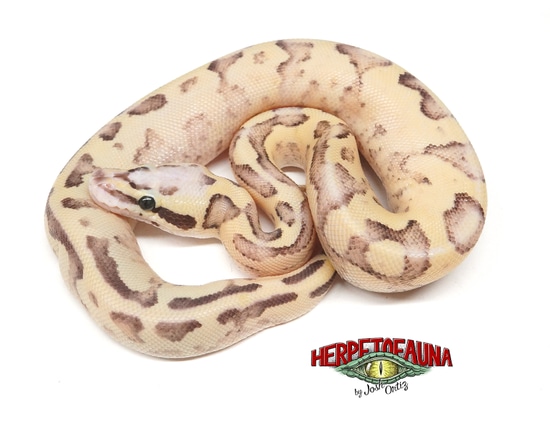 Enchi Vanilla Scream Ball Python by Herpetofauna by Josh Ortiz