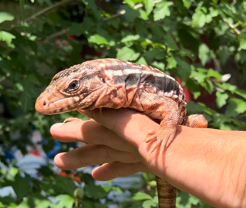 High White Red Tegu (Salvator Rufescens) 66% Poss Het Anery Argentine ...