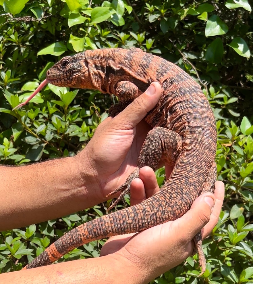 3ft Red Tegu ( Rufscens) 66% Poss Het Anery Salvator Tegu by ...