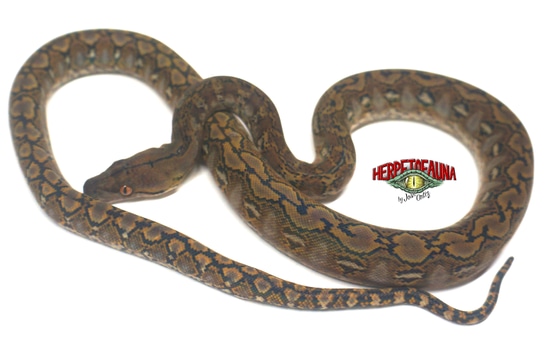 100% PURE Kalatoa Reticulated Python by Herpetofauna by Josh Ortiz
