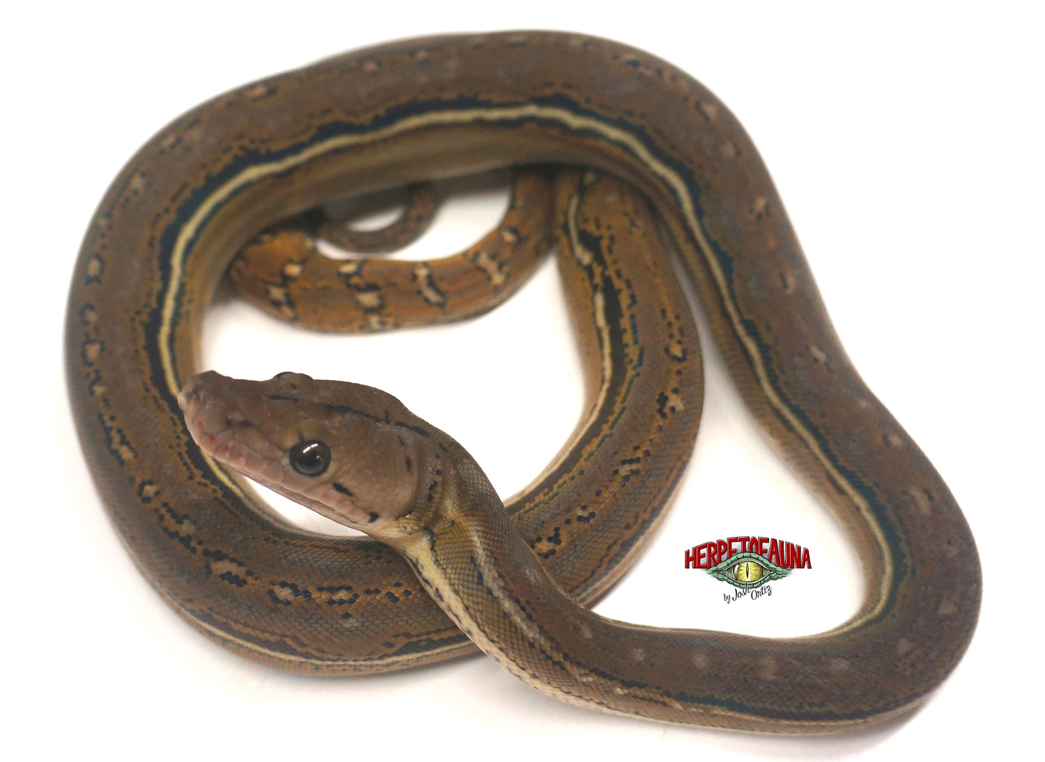 Anthrax Reticulated Python by Herpetofauna by Josh Ortiz - MorphMarket