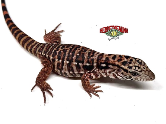 Pure Red Tegu - High White Argentine Tegus by Herpetofauna by Josh Ortiz