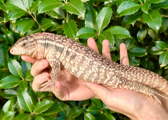 High White Pure Red Argentine Tegu Argentine Tegus by Herpetofauna by ...