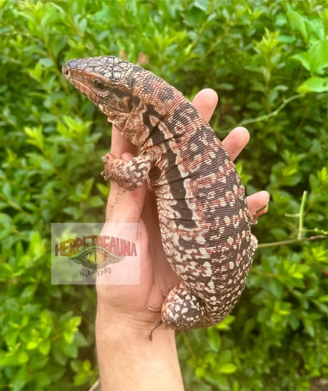 Pure Red Argentine Tegu (Salvator Rufescens) Argentine Tegus by Herpetofauna by Josh Ortiz