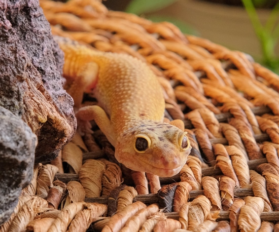 Lemon - Adult Leopard Gecko by Herp Habitat Rescue & Sanctuary