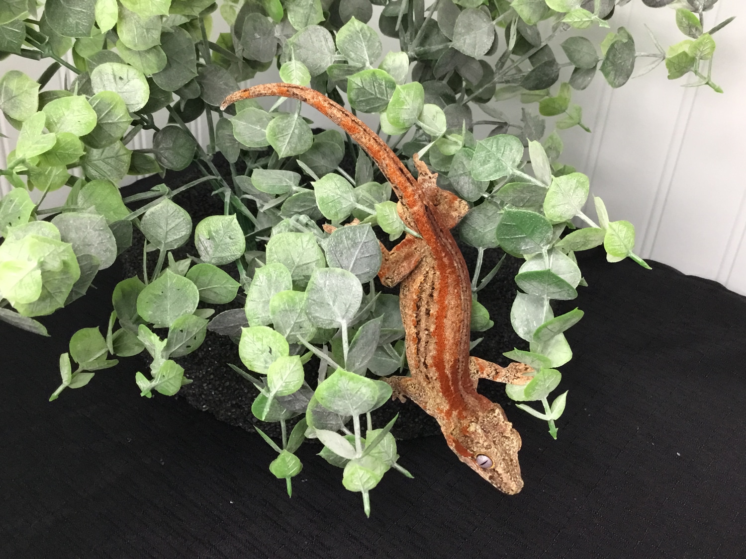 Red Rev Bacon Gargoyle Gecko by Texas Herp Haus - MorphMarket
