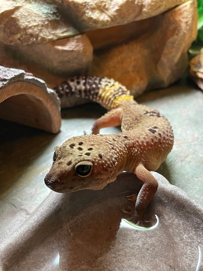 Melanistic Female Leopard Gecko by HerpHelpers Geckos