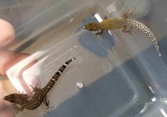 Sphaerodactylus Rosaurae More Gecko by Herphobbyist