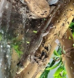 Phelsuma Laticauda Angularis Day Gecko by Herphobbyist - MorphMarket