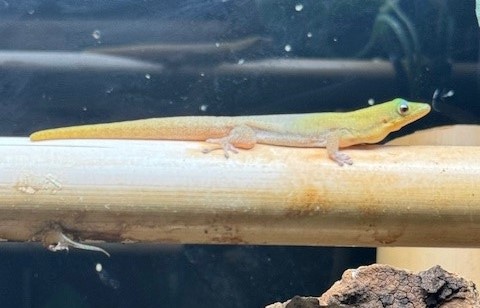Phelsuma Laticauda Angularis Day Gecko by Herphobbyist