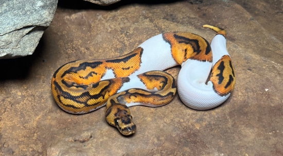 Clown Pied Ball Python by Appalachia Constrictors