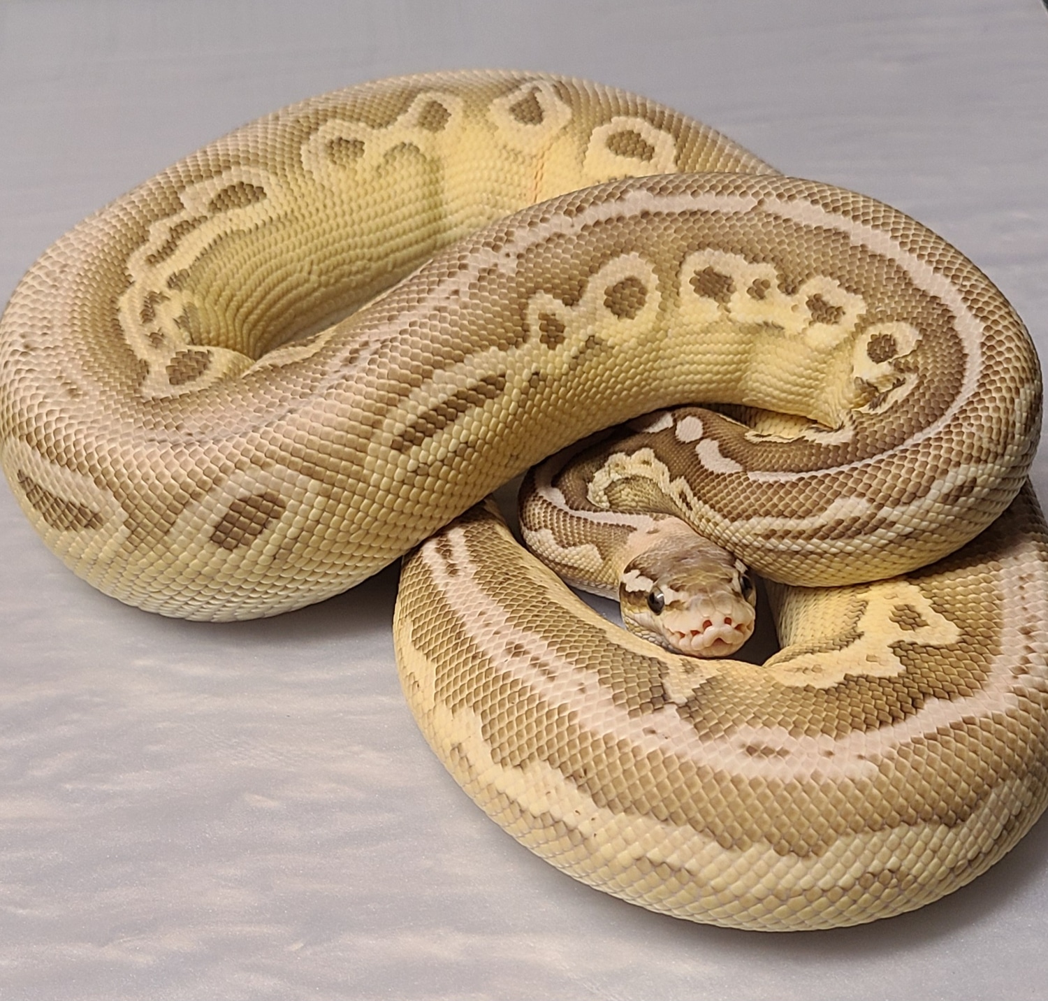 Pewter Lesser Ball Python by Herpin' Harbins - MorphMarket