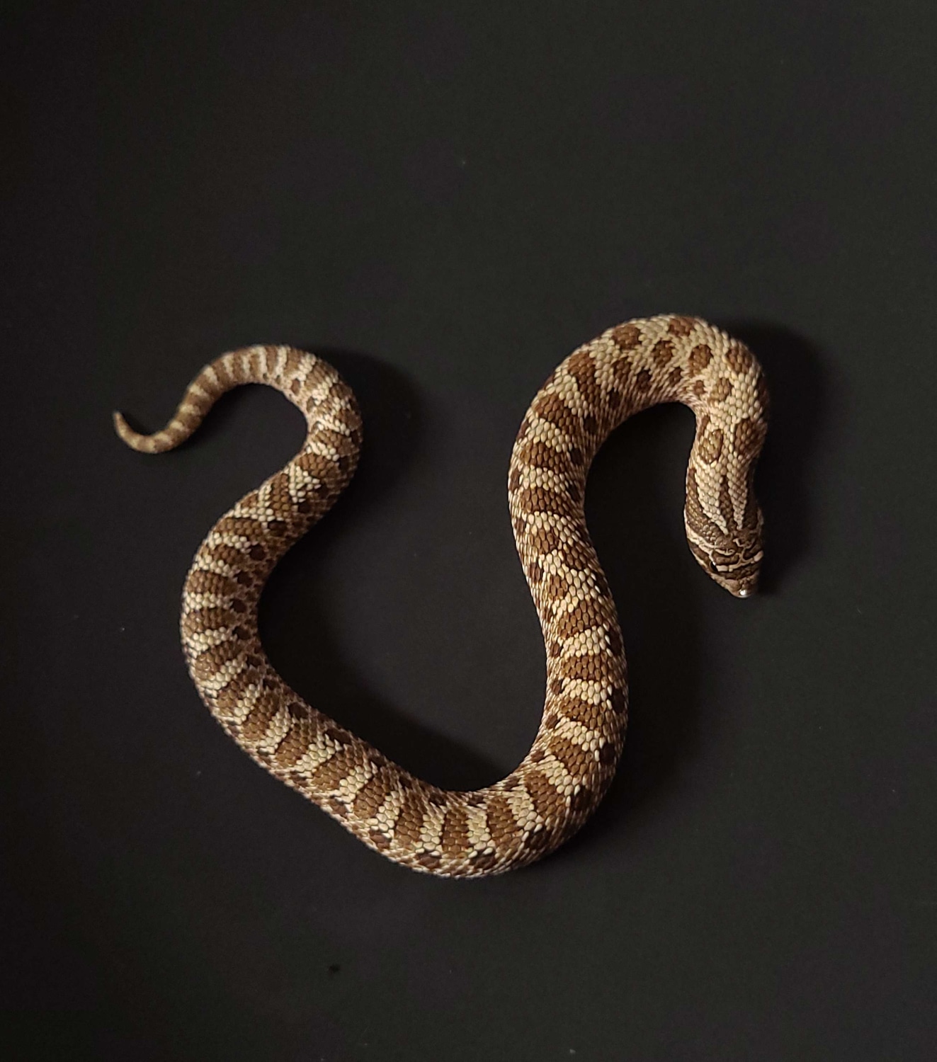 Het Sable (Lemon Ghost Lineage) Western Hognose by Herpin' Harbins ...