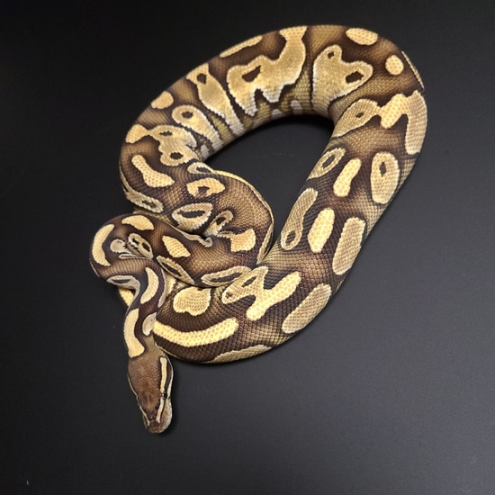 Mojave Ball Python by Herpin' Harbins