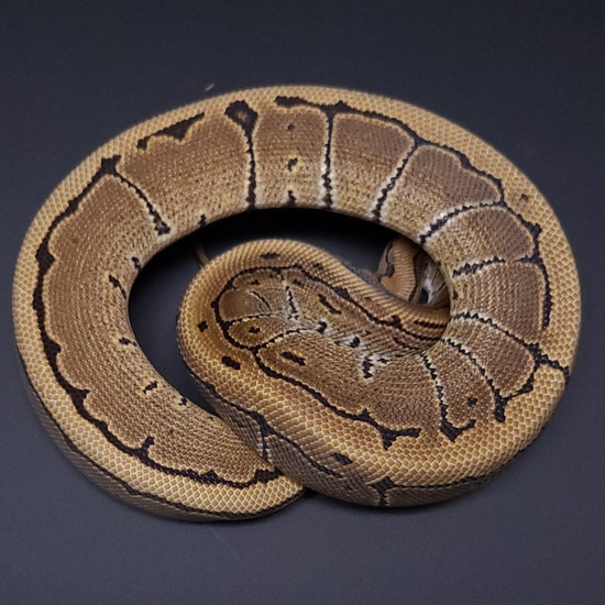 Pinstripe Het Desert Ghost Ball Python by Herpin' Harbins