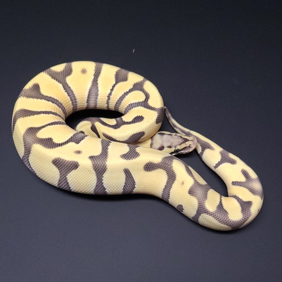 Pastel Enchi Desert Ghost Ball Python by Herpin' Harbins