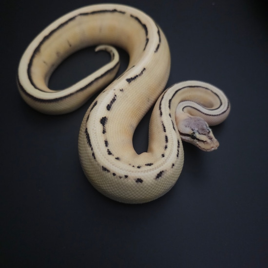 Pastel DG/Enhancer G-Stripe Ball Python by Herpin' Harbins