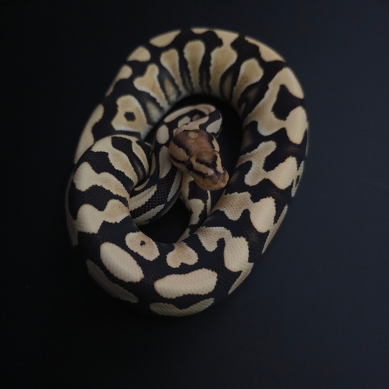 Yellow Belly Crypton DG Ball Python by Herpin' Harbins