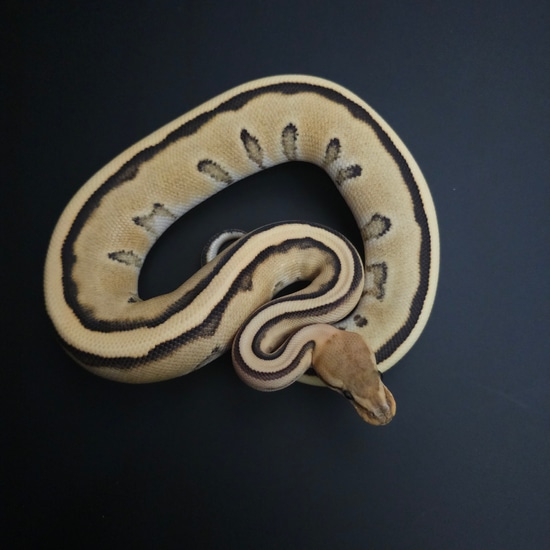 GS Enhancer Het Clown Ball Python by Herpin' Harbins
