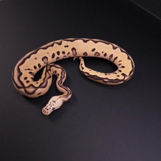 Pastel Vanilla Leopard Clown Het DG Ball Python by Herpin' Harbins