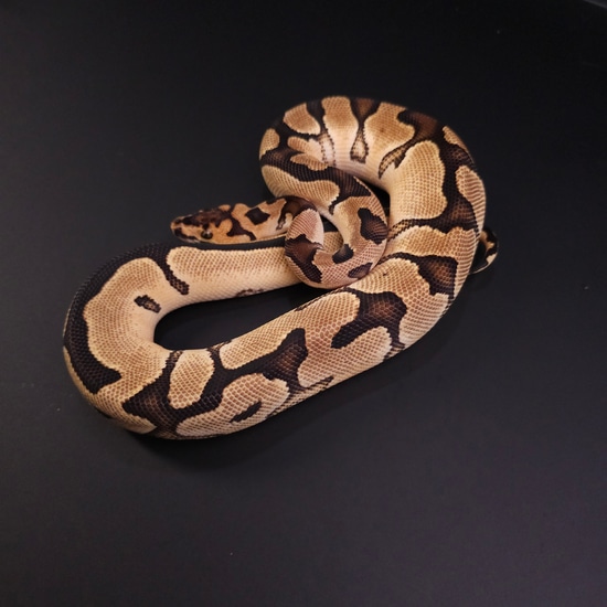 Clown Het DG Ball Python by Herpin' Harbins