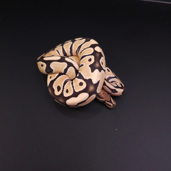 Enhancer Dhet GS/Clown Ball Python by Herpin' Harbins