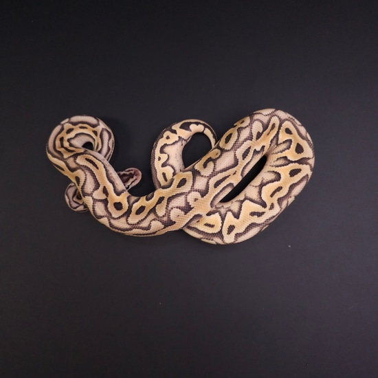 Super Pastel Puzzle Ball Python by Herpin' Harbins