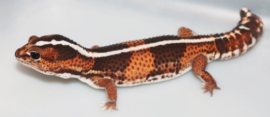 Trio Wild Type AFT Geckos African Fat-Tailed Gecko by Herpin Man