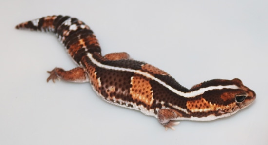 Captive Bred, Wild Type AFT Gecko African Fat-Tailed Gecko by Herpin Man