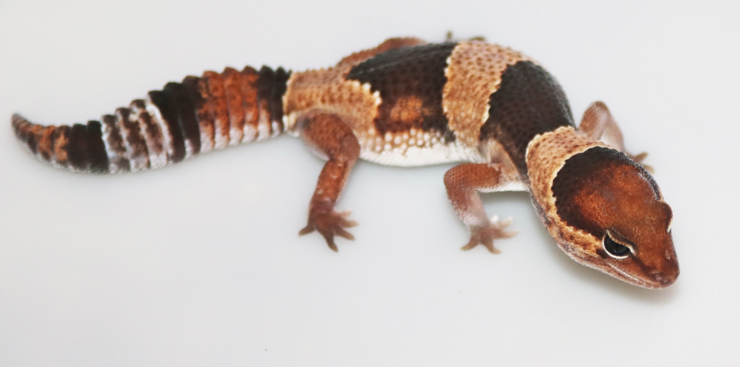 Captive Bred, Wild Type AFT Gecko African Fat-Tailed Gecko by Herpin ...