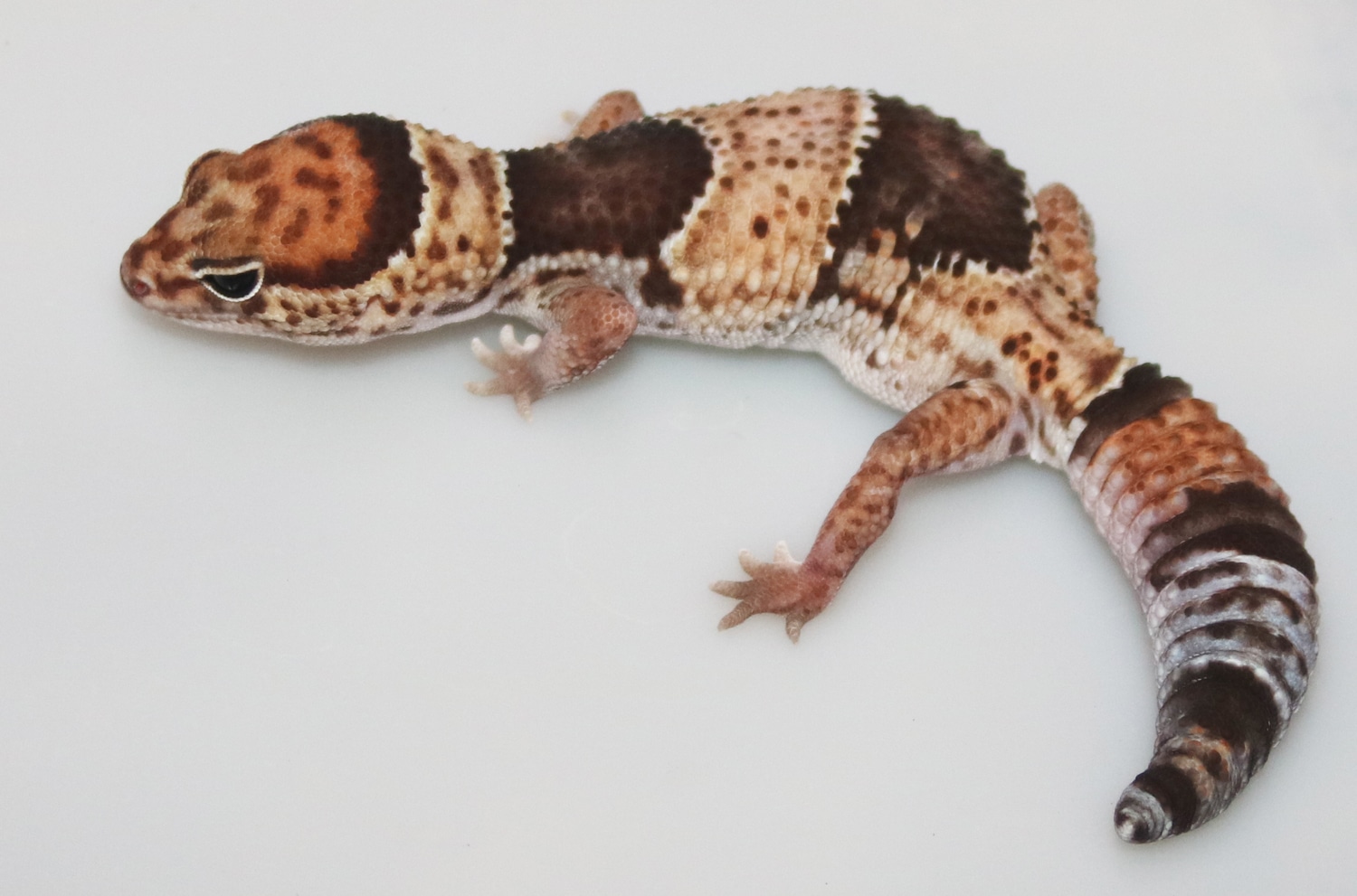 Captive Bred, Wild Type AFT Gecko African Fat-Tailed Gecko by Herpin ...
