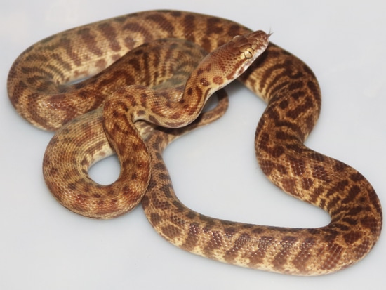 Eastern Stimson's Pythons Children's Python by Herpin Man