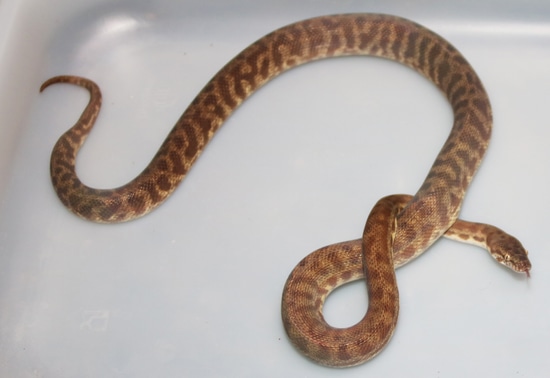 Eastern Stimson's Python Children's Python by Herpin Man