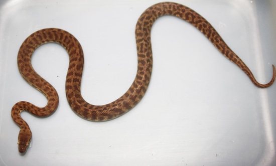 Eastern Stimson's Python Children's Python by Herpin Man