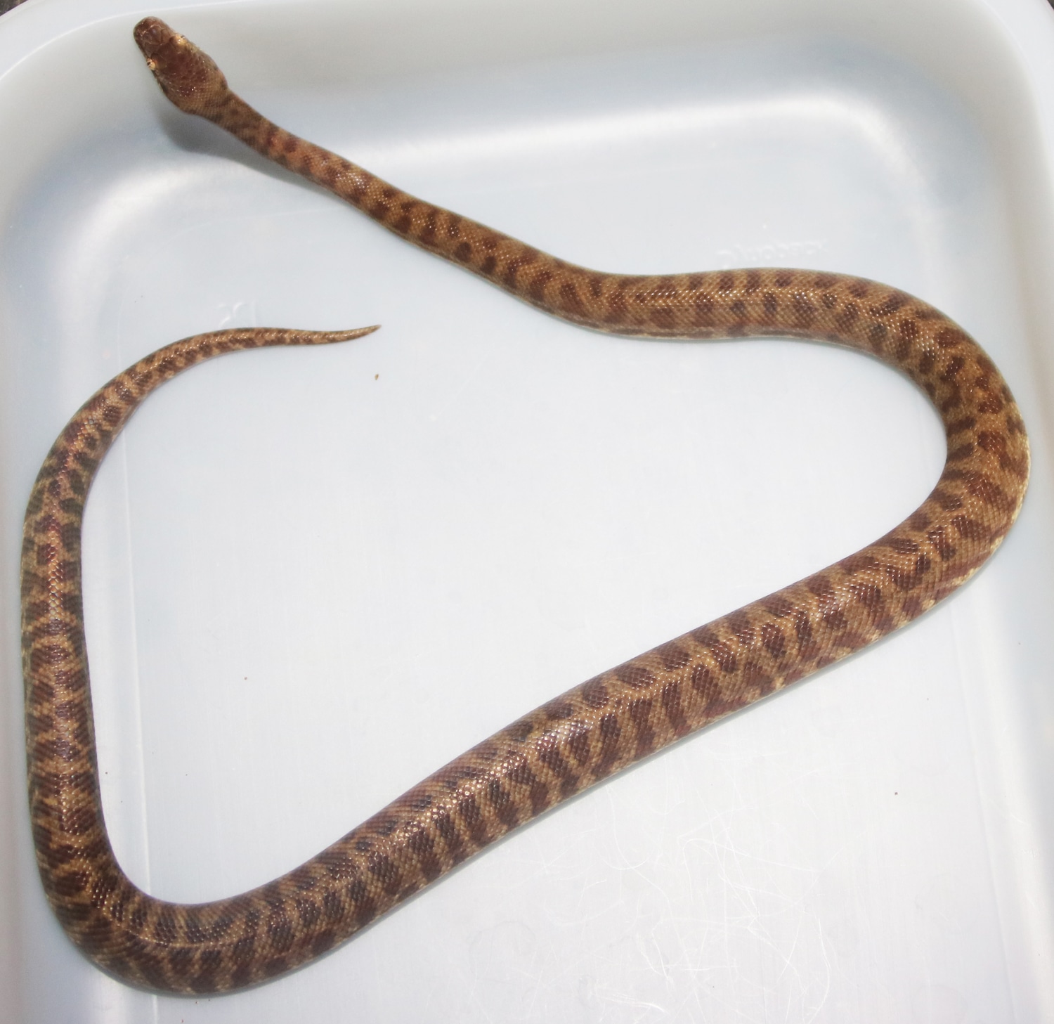 Eastern Stimson's Python Children's Python by Herpin Man - MorphMarket