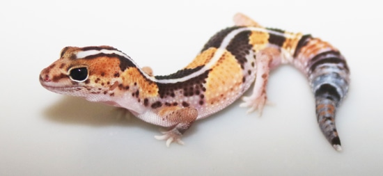 Captive Bred, Wild Type AFT Gecko African Fat-Tailed Gecko by Herpin Man
