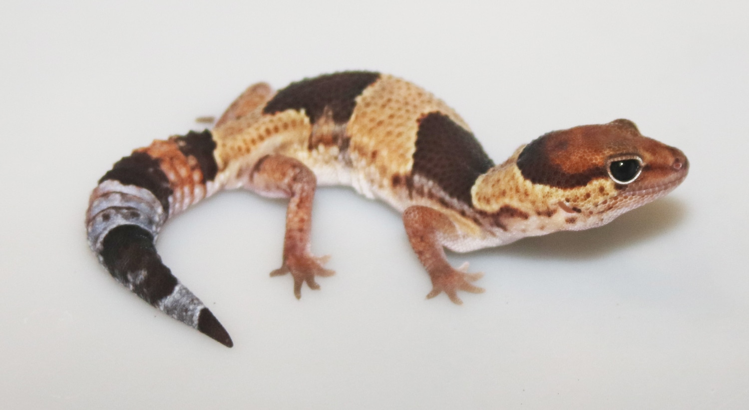 Captive Bred, Wild Type AFT Gecko African Fat-Tailed Gecko by Herpin ...