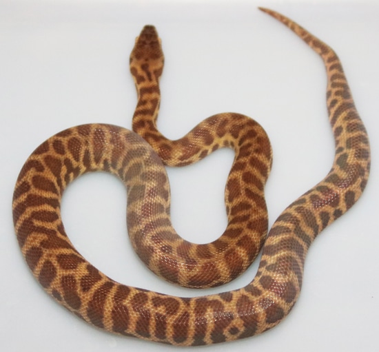 Stimson's Python Pair by Herpin Man