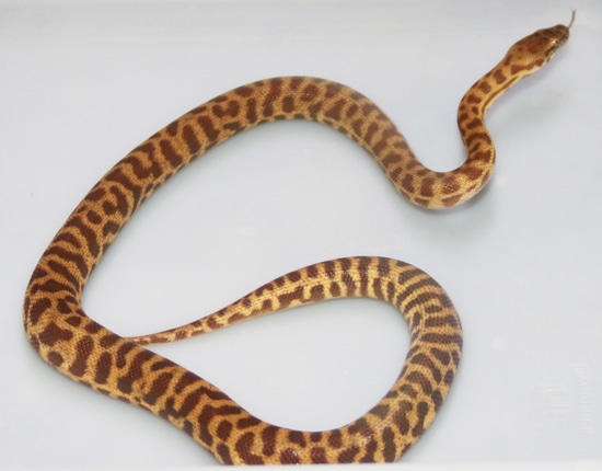 Stimson's Python Pair by Herpin Man