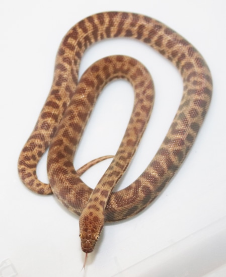 Stimson's Python by Herpin Man