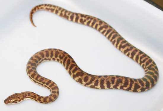 Stimson's Python by Herpin Man