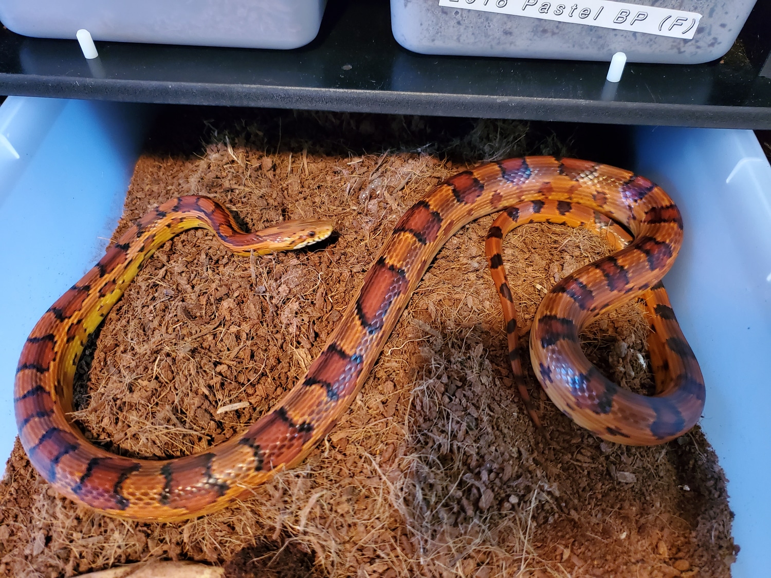 Normal Corn Snake by Herpivore - MorphMarket