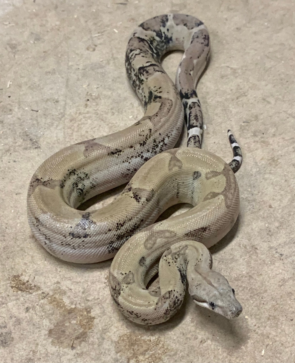 Paradox Super Ghost 66% Het Kahl (Moonglow) Boa Constrictor by ...