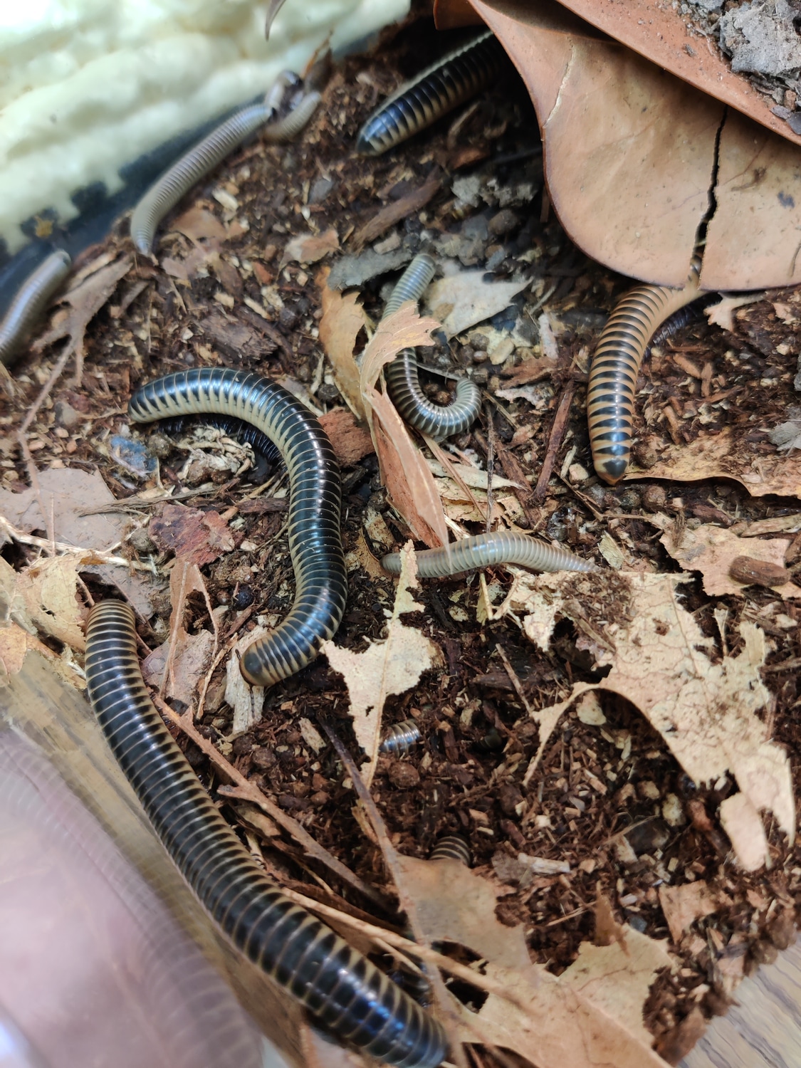 Ivory Millipede by Harvest Exotics - MorphMarket