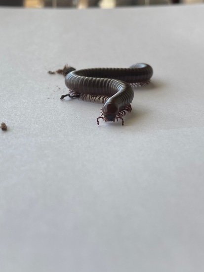 Chocolate Desert Millipede by Harvest Exotics