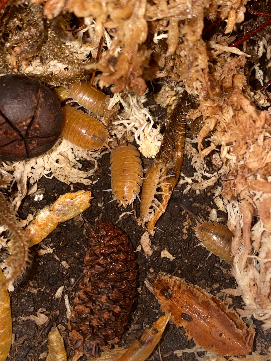 Spanish Orange Isopod by Harvest Exotics - MorphMarket