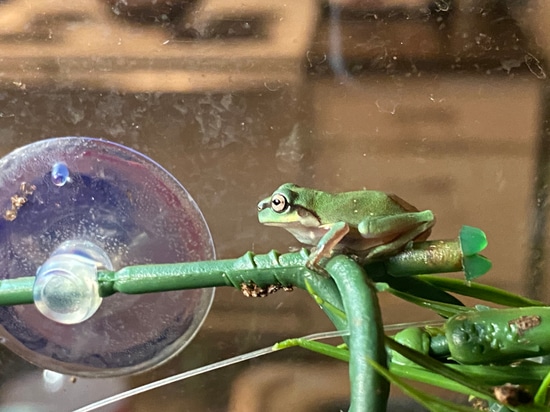 Snowflake White's Tree Frog by Harvest Exotics