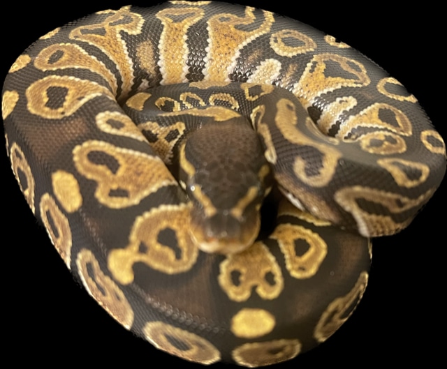 Hurricane Ball Python by Herps By Chris - MorphMarket
