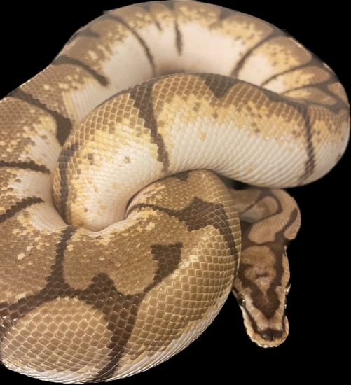 OD Mystic Spider Ball Python by Spirit Serpents